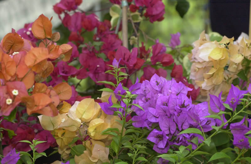 Bugenvila - BUGENVILA.COM